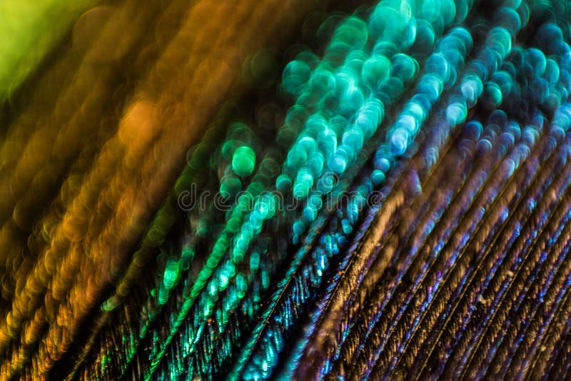 Magnified Feather of a Peacock Stock Photo - Image of magnified, wings ...