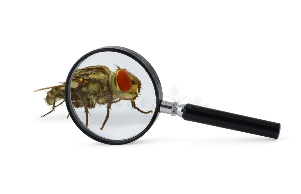 Magnified fly insect stock photo. Image of home, horrifying - 1909750