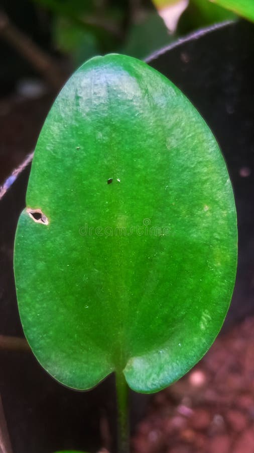 A Magnified Image of a Houseplant Stock Image - Image of leaf, tree ...