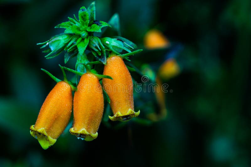 885 Magnified Flowers Stock Photos - Free & Royalty-Free Stock Photos ...