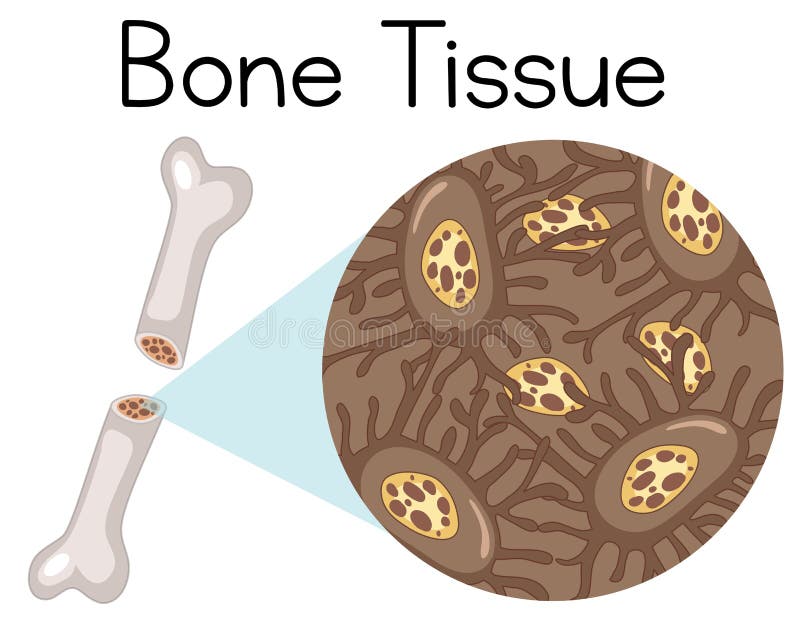 Magnified Tissue Inside Bone Stock Vector - Illustration of clinic ...