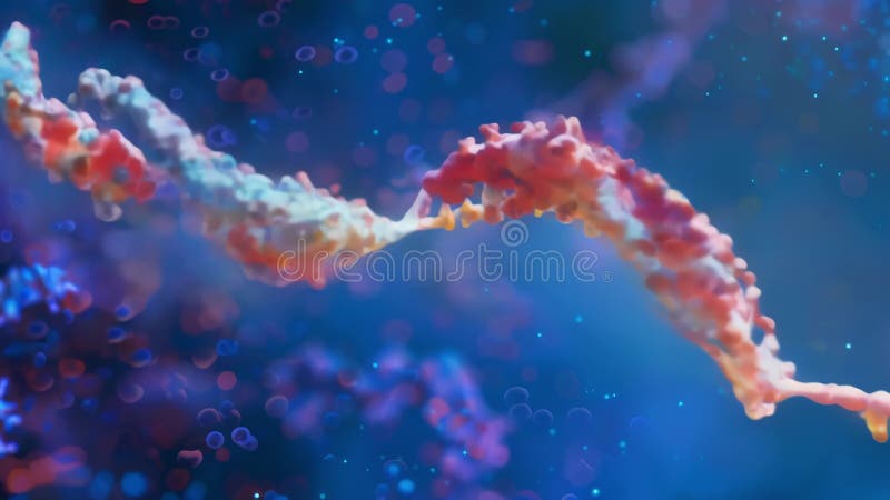 A Magnified View of a Single Strand of RNA Showing Its Slightly ... A Magnified View of a Single Strand of RNA Showing Its Slightly ...