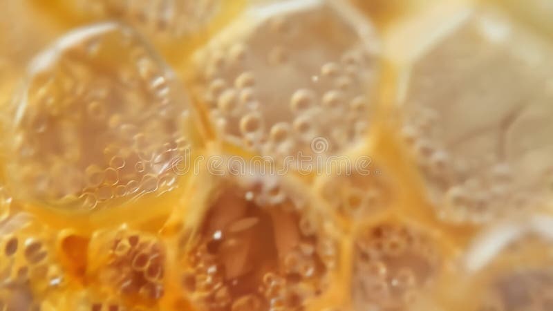 A Magnified View of a of Tiny Translucent Eggs Laid by a Fly Larva Each ...