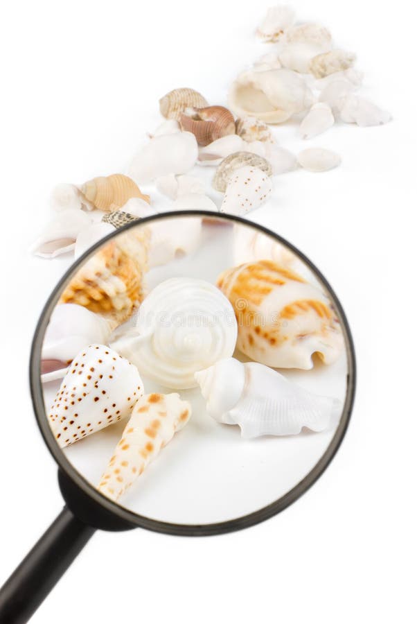 Colorful seashells stock image. Image of cowrie, chastity - 8351359