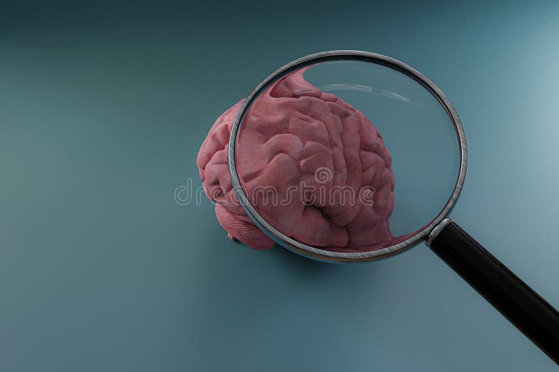 Magnifier Tool on a Human Brain Stock Photo - Image of magnifying ...