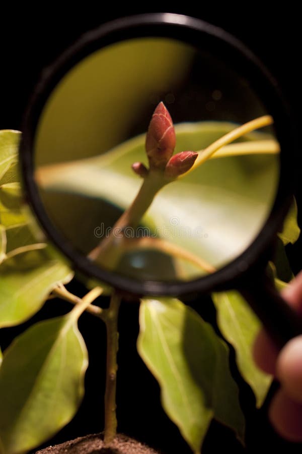 Magnifying glass stock image. Image of development, plants - 18098263
