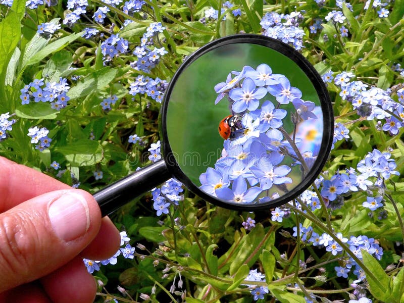 Magnifying Glass an Ladybug Stock Image - Image of observation, forget ...