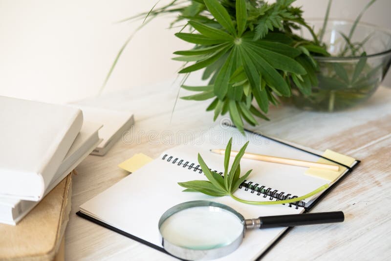 Magnifying Glass, Notepad for Drawing and Ornamental Grasses To Create ...