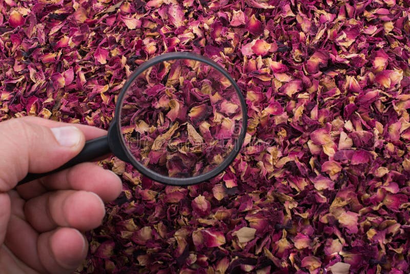 Magnifying Glass Over Dried Rose Petals Stock Image - Image of natural ...