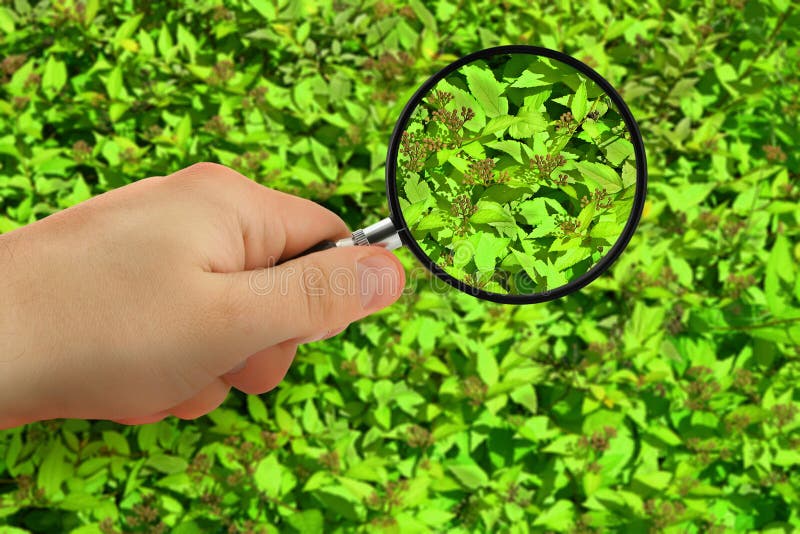 Magnifying glass and plant stock photo. Image of plant - 6210246