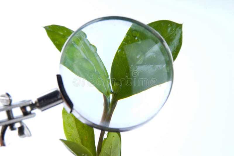 Magnifying glass and plant stock photo. Image of plant - 6210246