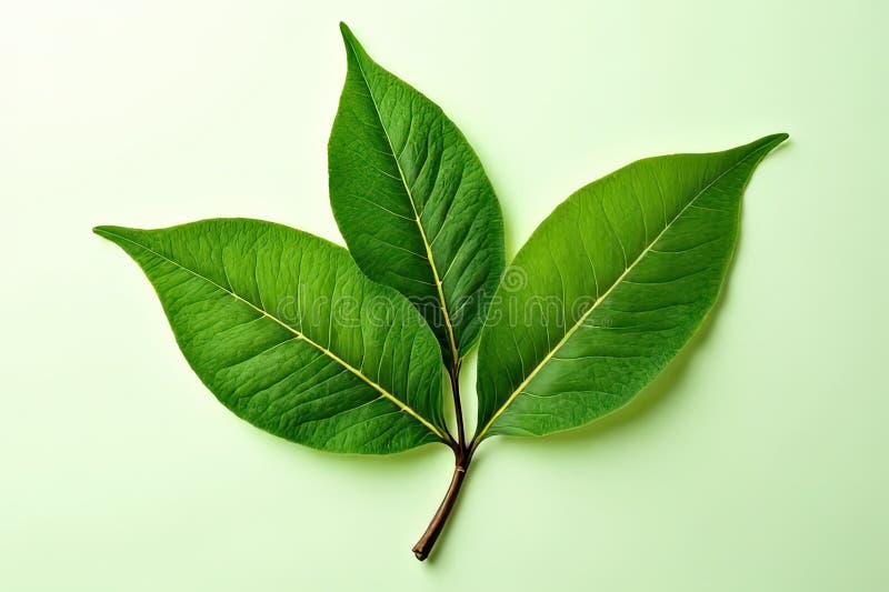 Magnifying Tea Leaf Details Stock Illustration - Illustration of high ...