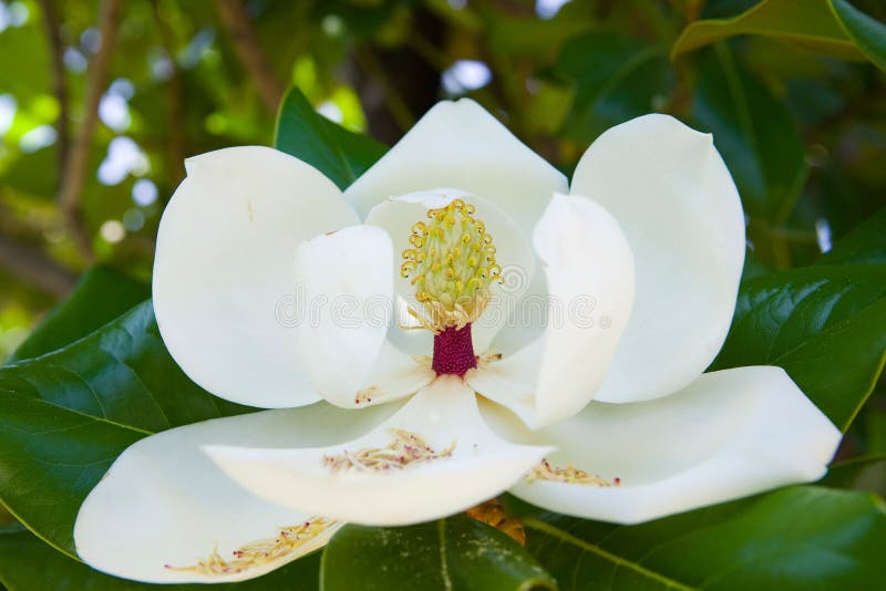 Magnolia stock photo. Image of pollen, fragrant, blooming - 10400004