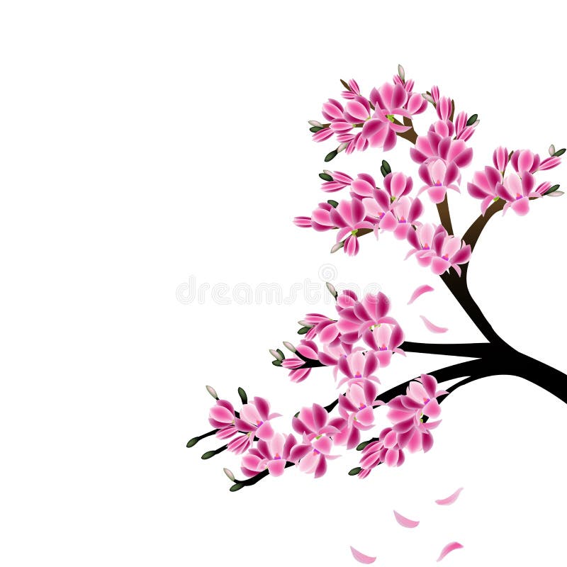 Magnolia Tree 2 stock vector. Illustration of park, trunk - 1429063