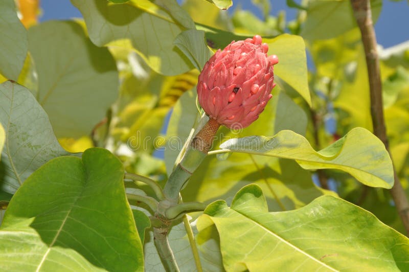Magnolia stock image. Image of branch, leaf, ashei, shrub - 26448197