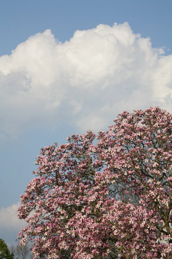 Magnolia stock image. Image of flower, threatening, cloud - 682331