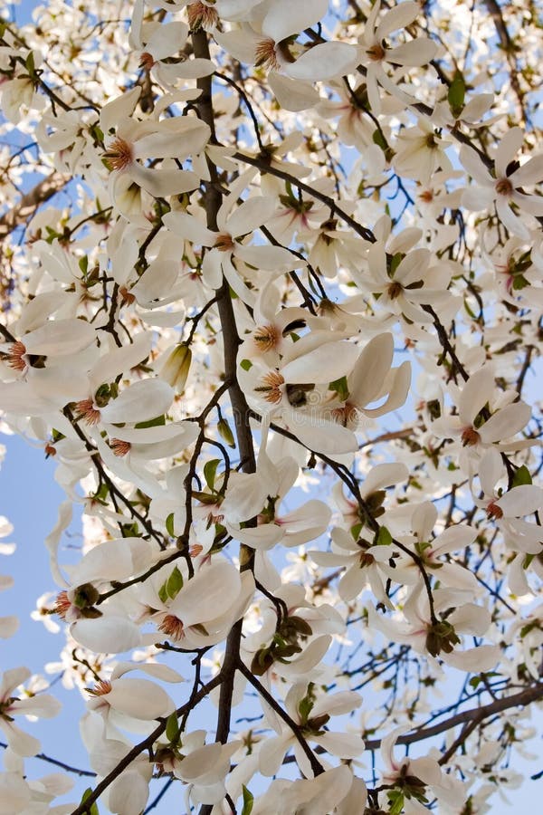 Magnolia Foliage stock photo. Image of plants, blooms - 1089928
