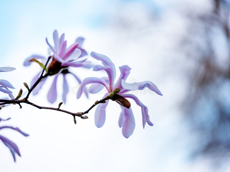 Magnolia stock photo. Image of soft, plant, blooming - 197856848