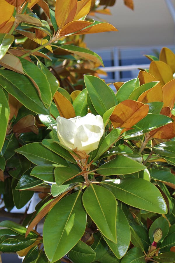 Magnolia stock image. Image of australia, south, tree - 90205253