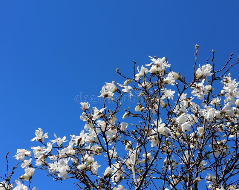 Magnolia blanca foto de archivo. Imagen de cubo, primavera - 108181738