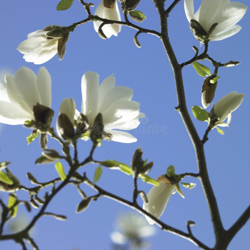 Magnolia blanca imagen de archivo. Imagen de borroso - 28866043