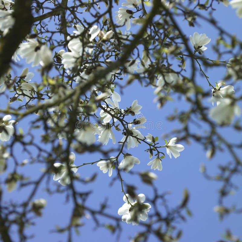 Magnolia blanca foto de archivo. Imagen de delicado, detalle - 28866074