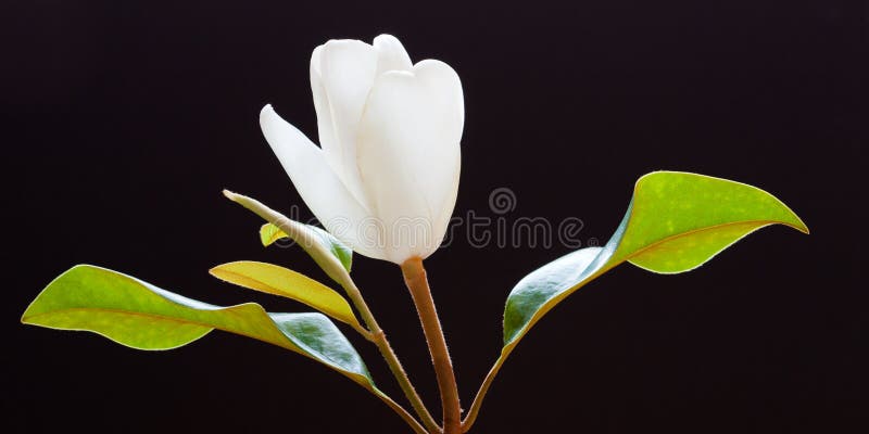 Magnolia blanca foto de archivo. Imagen de cubo, sunlight - 32830216