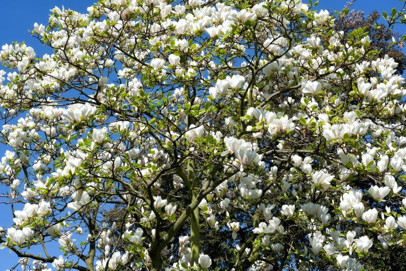 Flores Blancas Hermosas De La Magnolia Foto de archivo - Imagen de ...