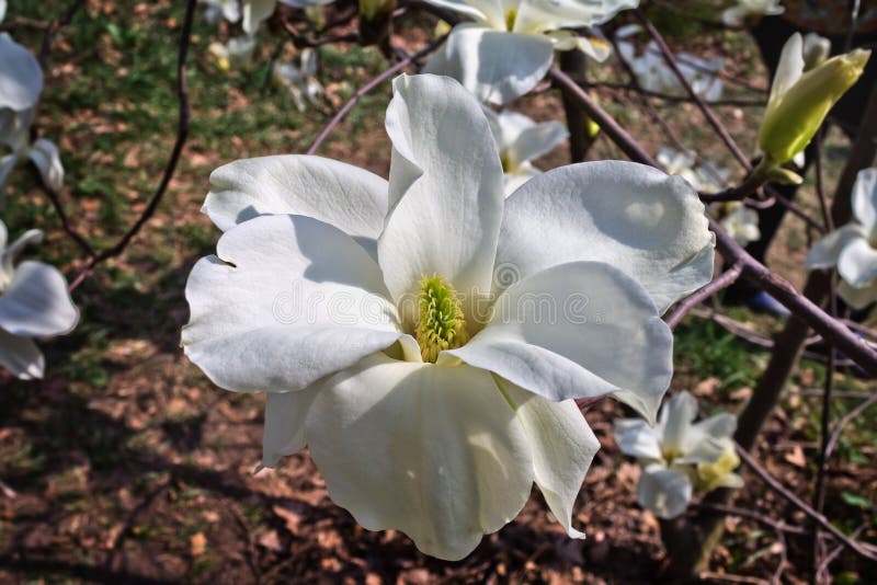 Flores Blancas De La Magnolia Foto de archivo - Imagen de cubo, primer ...