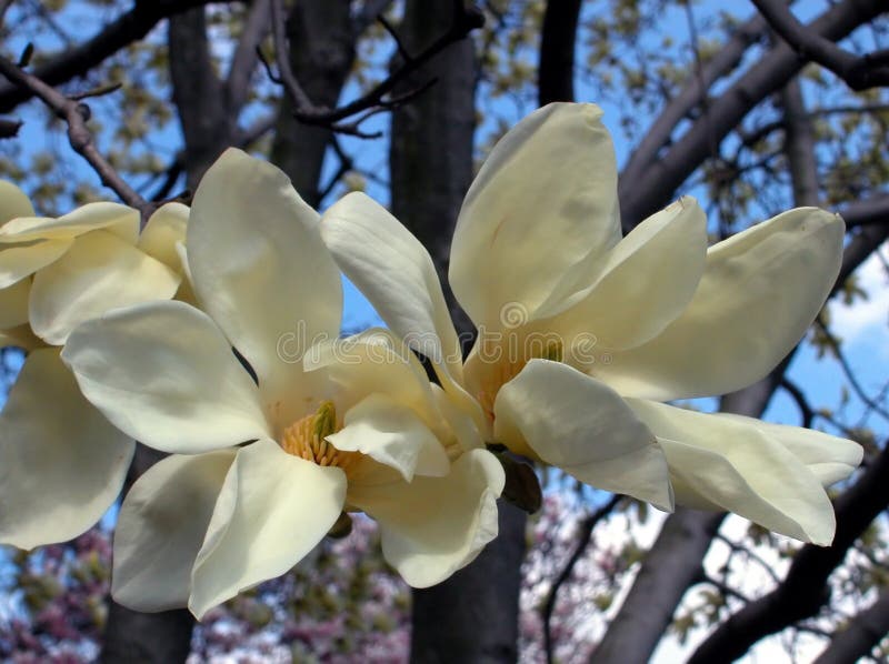Magnolia blanca foto de archivo. Imagen de plantas, detalle - 70664