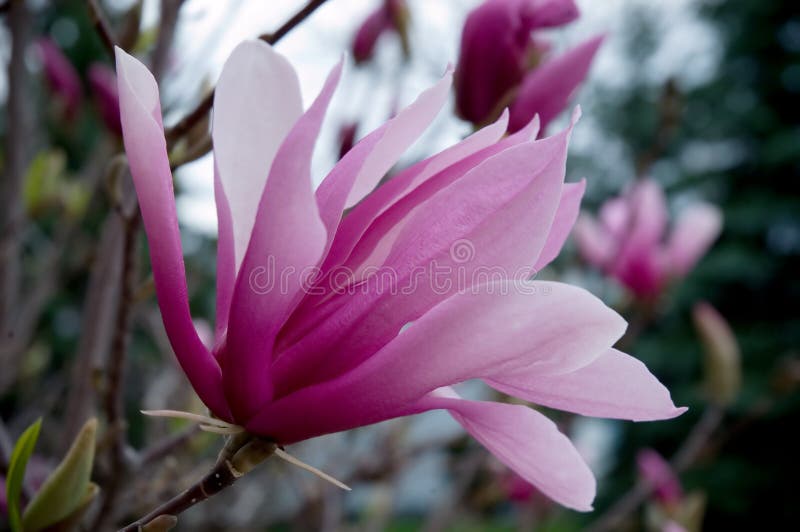 Magnolia Bloom stock image. Image of tree, garden, white - 697275