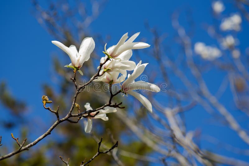 Magnolia in Bloom Against Blue Sky Stock Photo - Image of plant ...