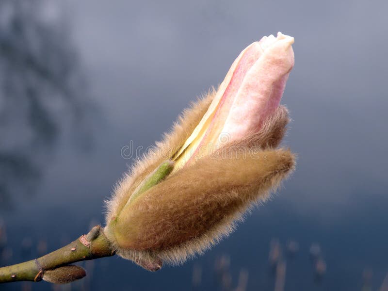 Magnolia bloom stock image. Image of beauty, closeup - 39750301