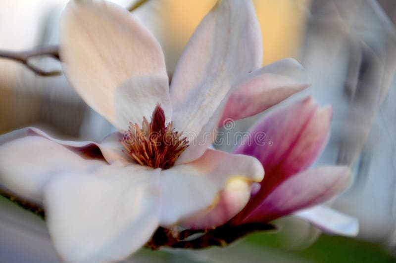 Magnolia Bloom stock photo. Image of magnolia, white - 70161028