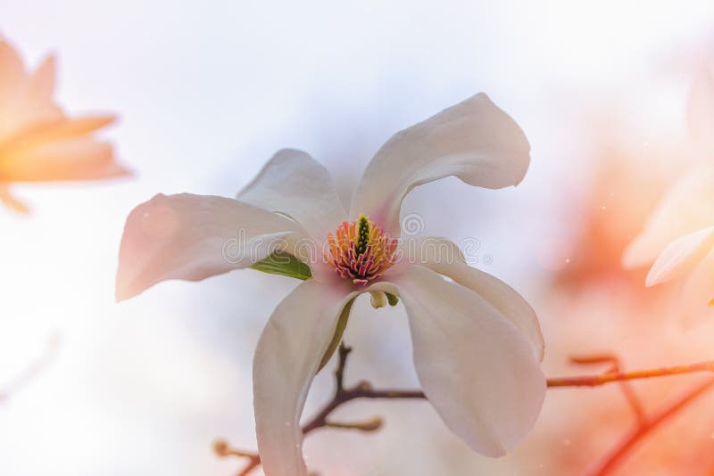 Magnolia Bloom Close-up on a Bright April Bright Day in the Sunlight ...