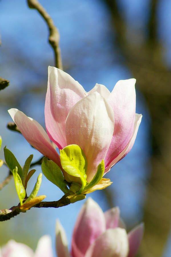 Magnolia bloom stock image. Image of ornamental, branches - 70147693