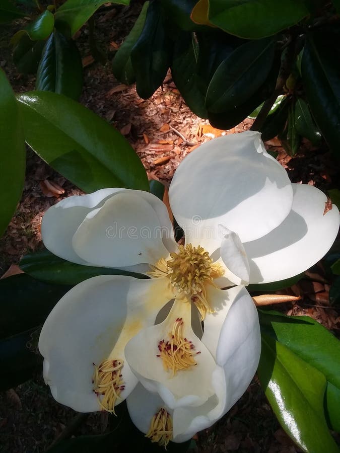 Magnolia Collection stock image. Image of magnolia, collection - 123173245