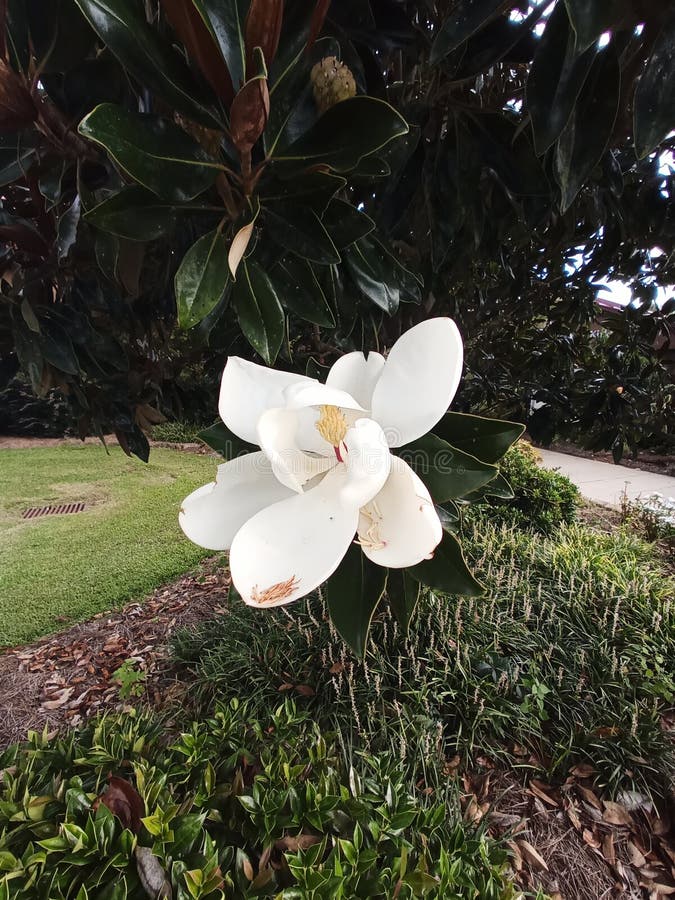 Magnolia Bloom South Georgia Stock Image - Image of bloom, blossom ...
