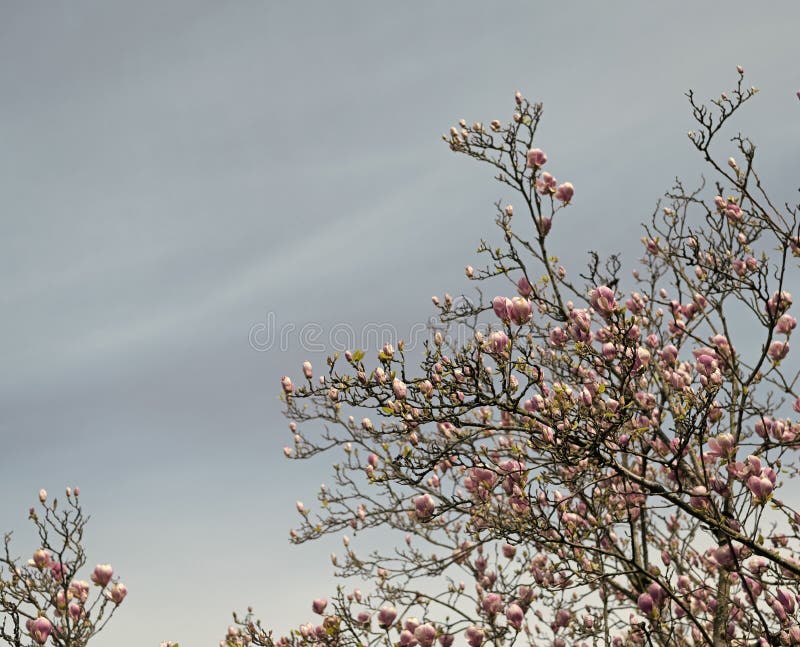 Magnolia Bloom in Spring. Nature Beauty Stock Photo - Image of seasonal ...