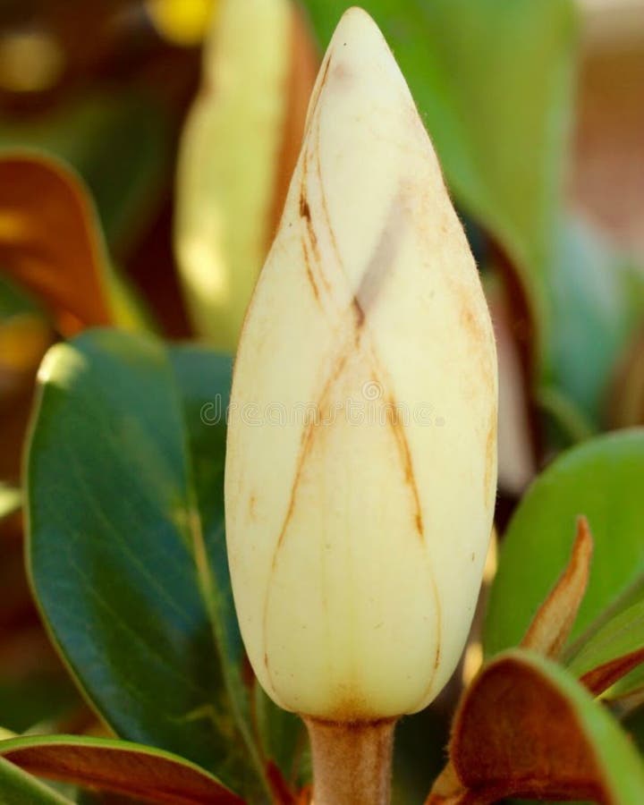 Magnolia Bloom stock image. Image of bloom, blooming - 97311035