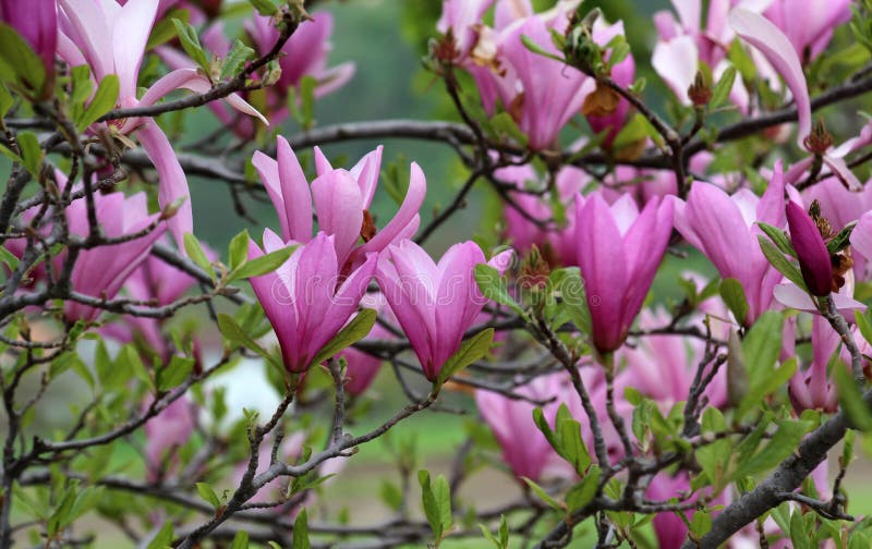 Magnolia Blooms in the Garden in Spring Stock Photo - Image of beauty ...