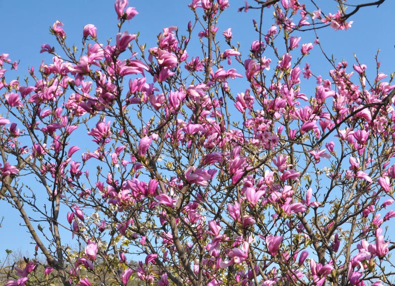Magnolia Blooms in the Garden in Spring Stock Photo - Image of pink ...
