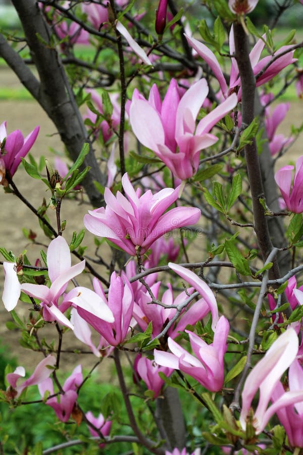 Magnolia Blooms in the Garden in Spring Stock Photo - Image of petal ...