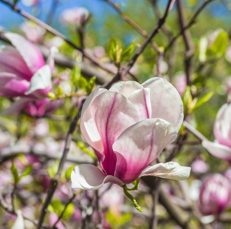 Magnolia blooms in spring stock image. Image of green - 50598393