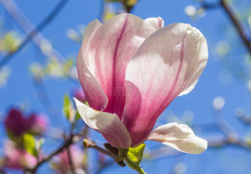 Magnolia blooms in spring stock image. Image of mountains - 50598481
