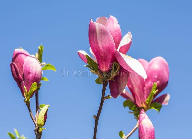 Magnolia blooms in spring stock image. Image of fresh - 50598885