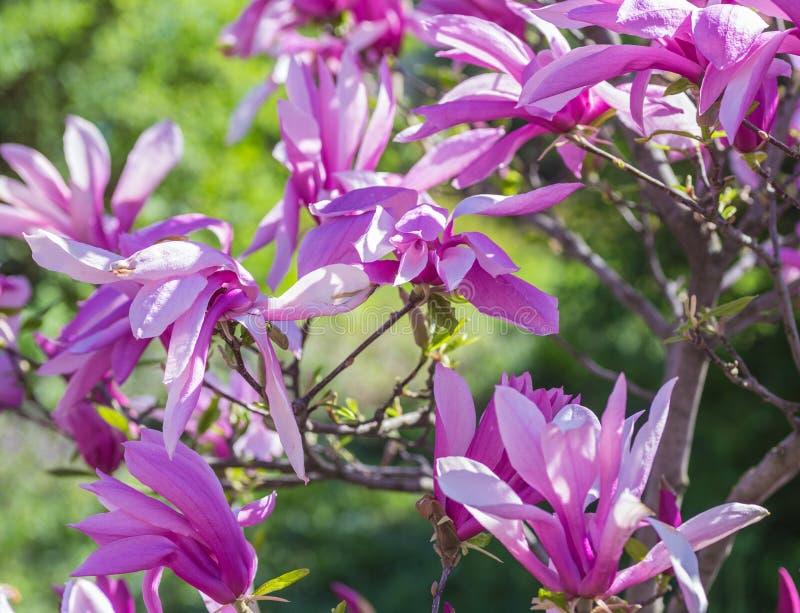 Magnolia blooms in spring stock image. Image of glacier - 50599311
