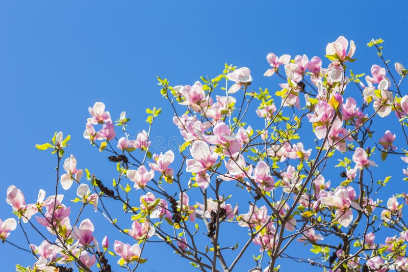 Magnolia blooms in spring stock photo. Image of path - 50600196