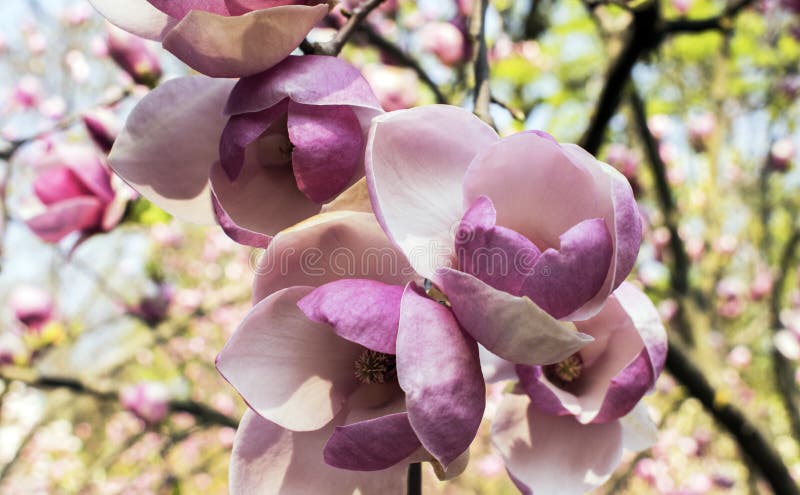 Magnolia Blooms in Spring. Spring Nature Stock Image - Image of spring ...