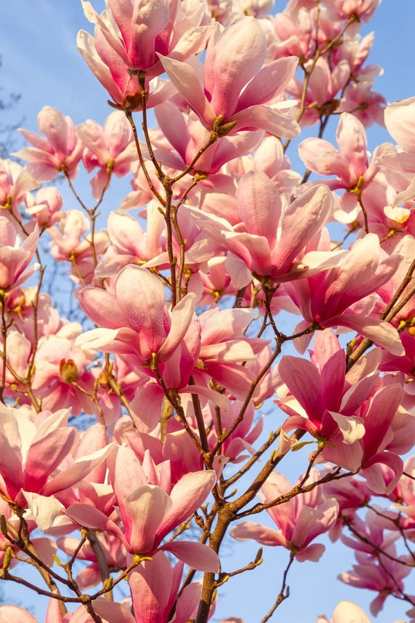 Magnolia Blooms stock photo. Image of early, copy, magnolia - 69353018